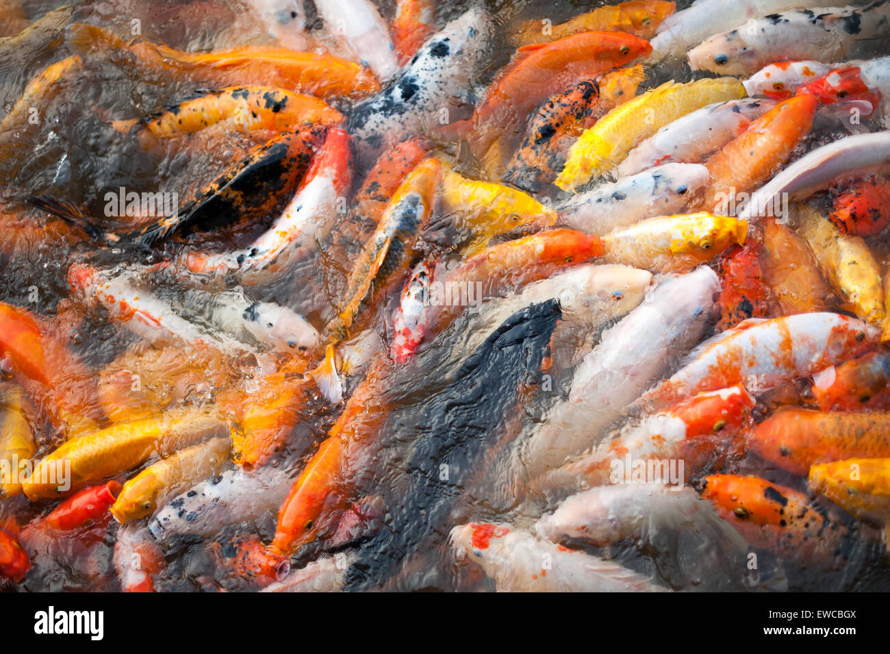 Animalsfish hi-res stock photography and images - Alamy