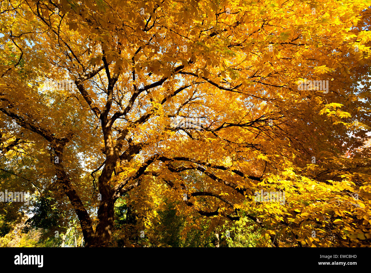 Yellow tree in autumn in a park Stock Photo - Alamy