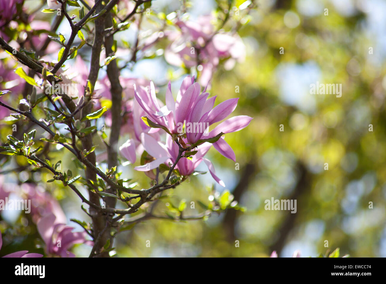 Magnolia Flower Buds Stock Photo - Alamy