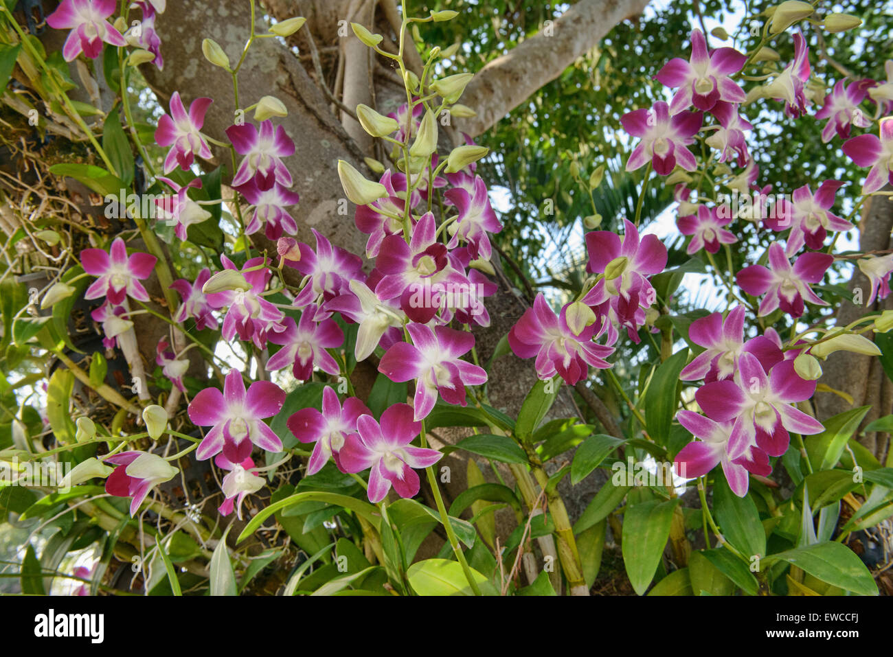 Dendrobium orchids hi-res stock photography and images - Alamy