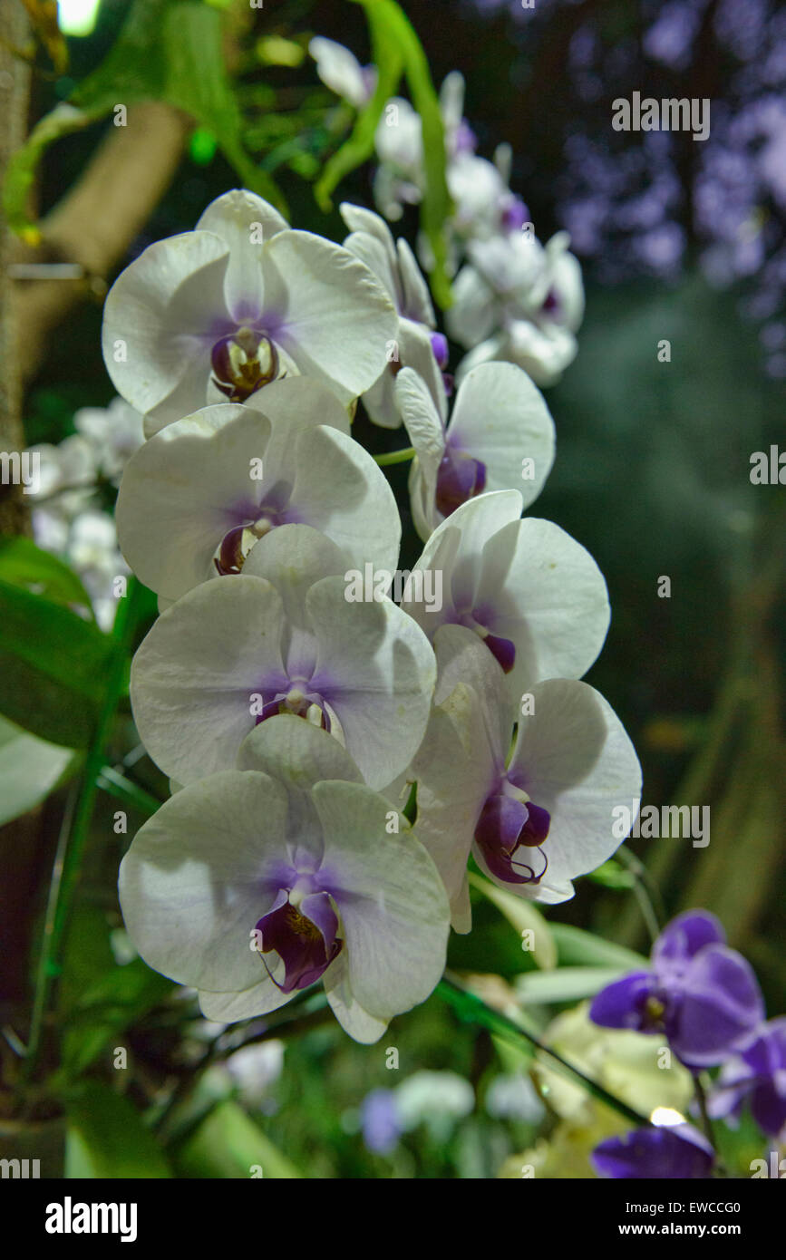 Orchids Phalaenopsis blushed white orchid hybrid or Butterfly Orchid ...