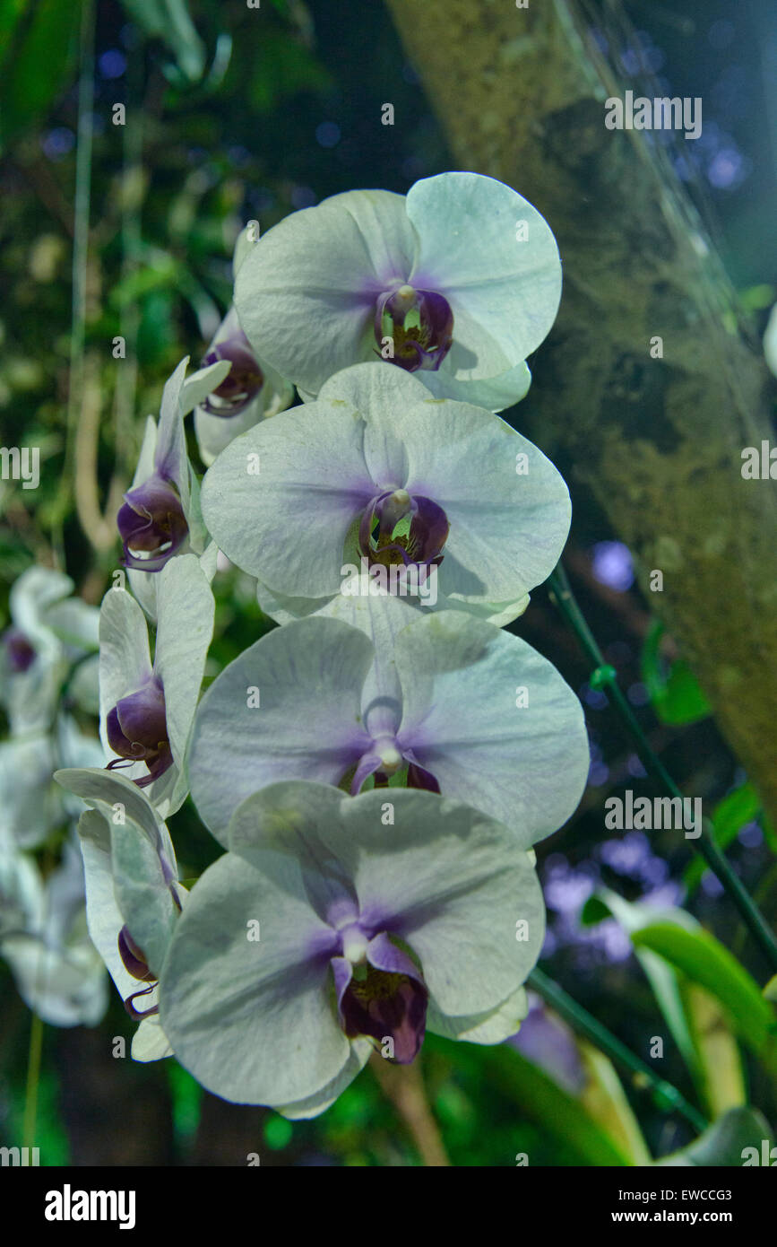 Orchids Phalaenopsis blushed white orchid hybrid or Butterfly Orchid ...