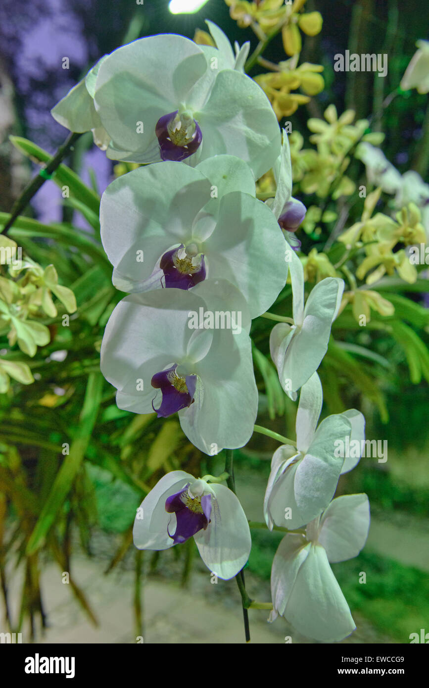 Orchids Phalaenopsis blushed white orchid hybrid or Butterfly Orchid ...