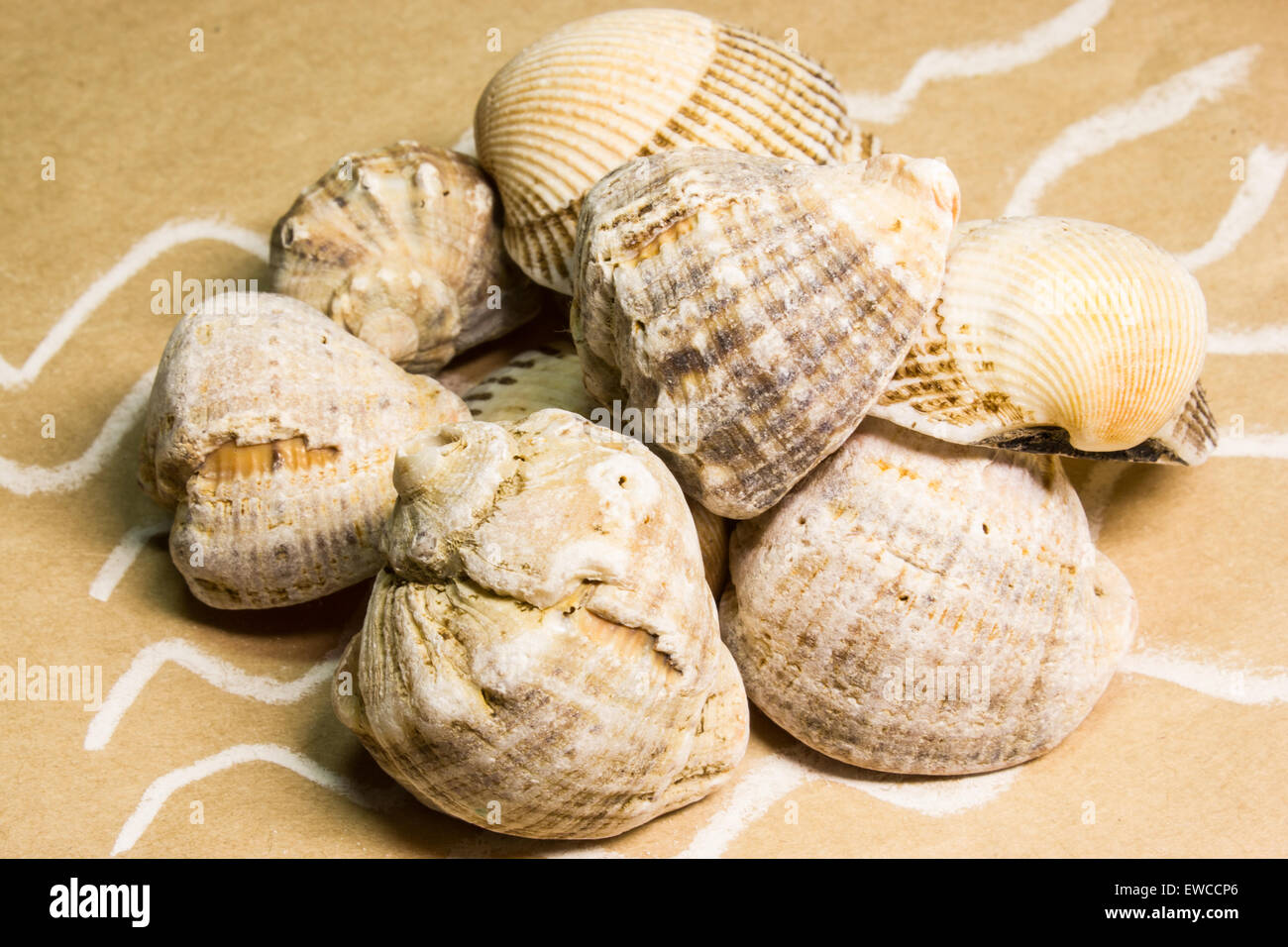 Seashells on a handmade paper Stock Photo - Alamy
