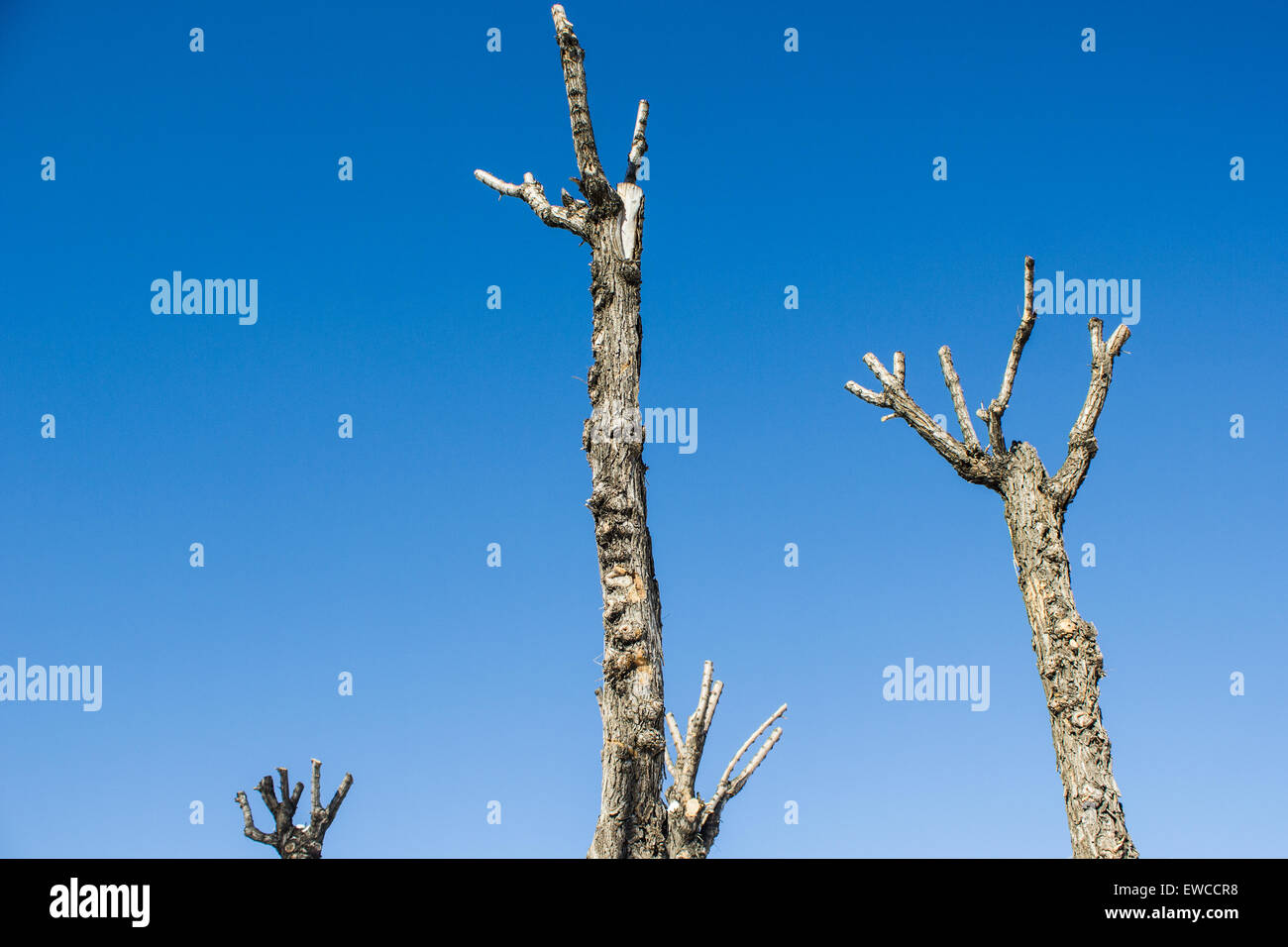 dead tree with clear blue sky Stock Photo - Alamy