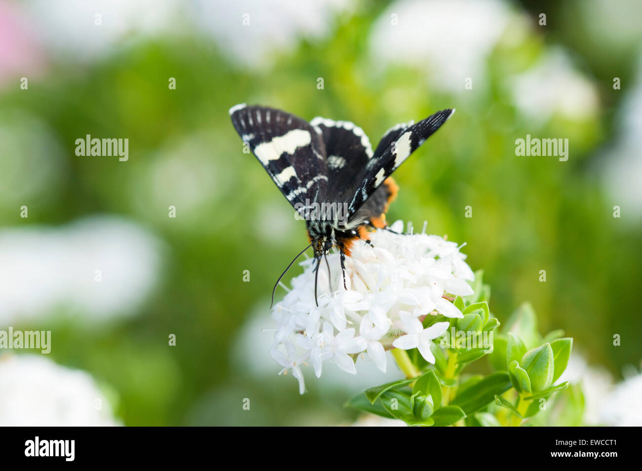 Grapevine moth on Pimelia flower Stock Photo - Alamy