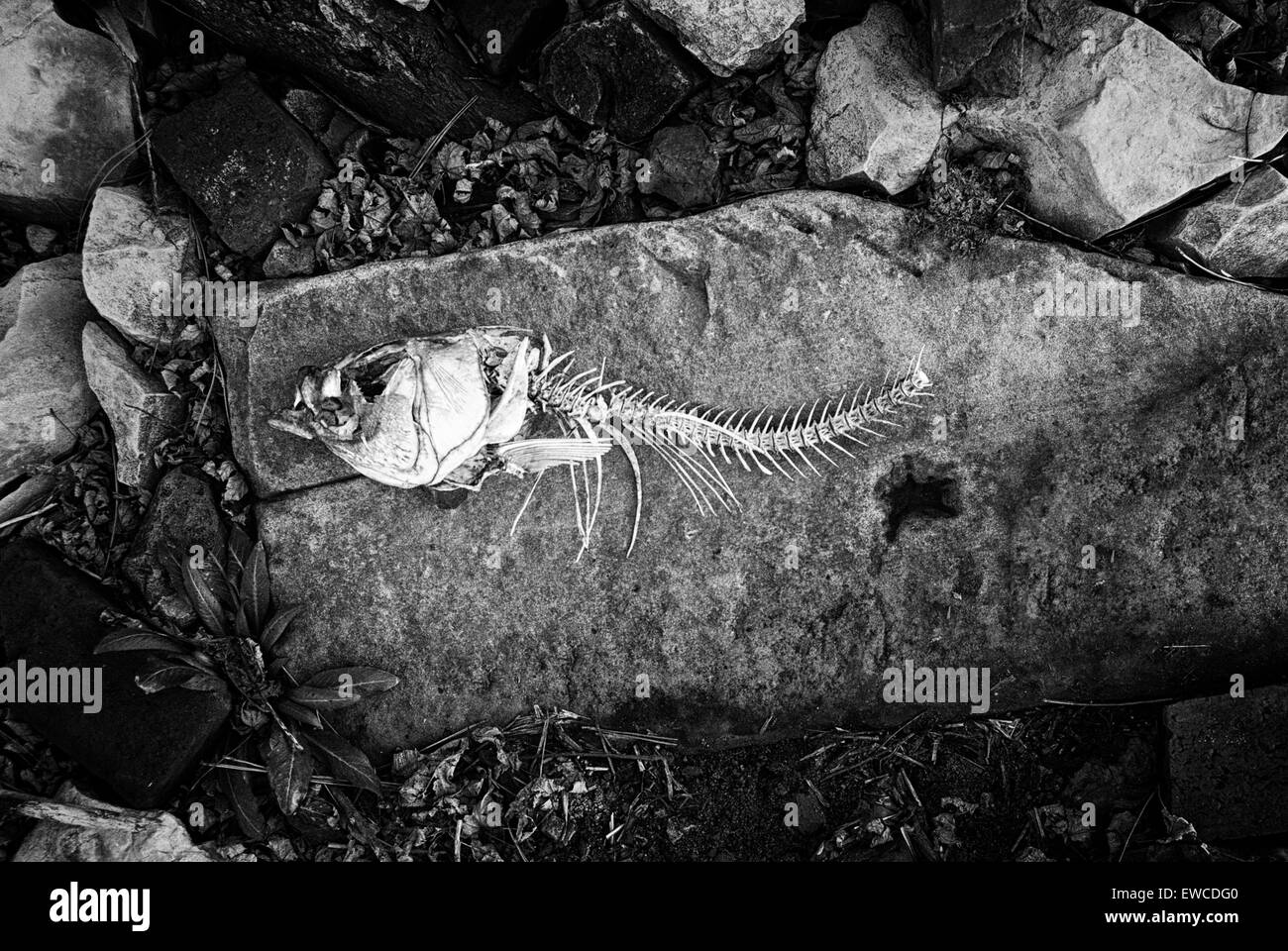 Runoff pollution dead Black and White Stock Photos & Images - Alamy