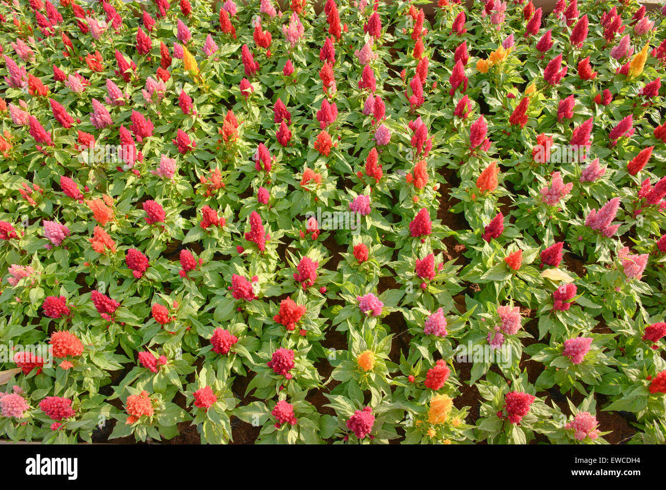 Celosia flowers flower hi-res stock photography and images - Alamy