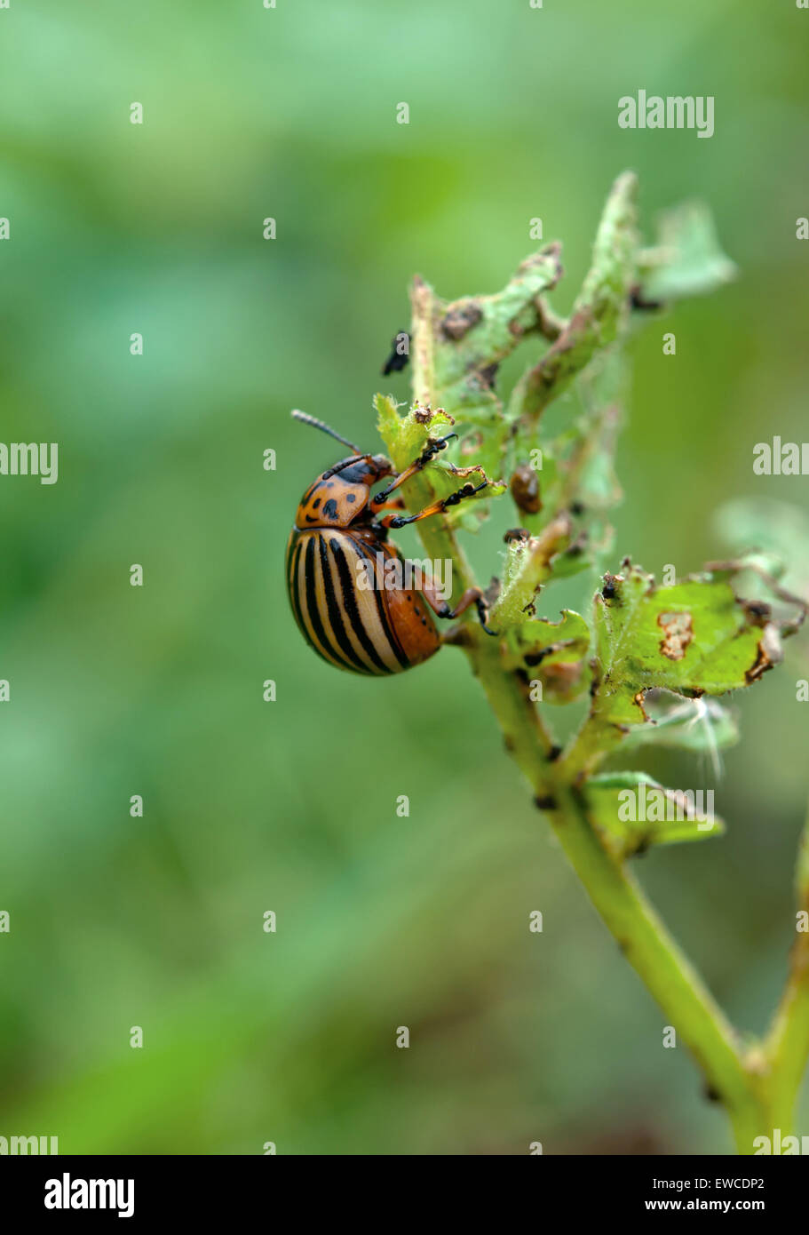 colorado beetle on potato leaf Stock Photo - Alamy