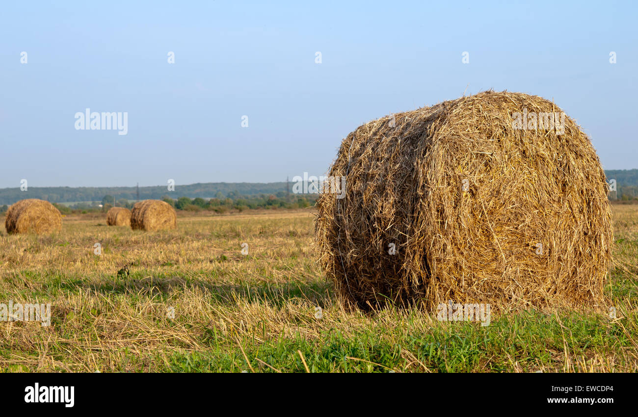 dry hay bale on green meadow Stock Photo - Alamy
