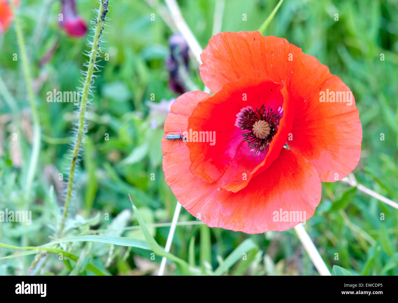 a close up flower poppy Stock Photo - Alamy