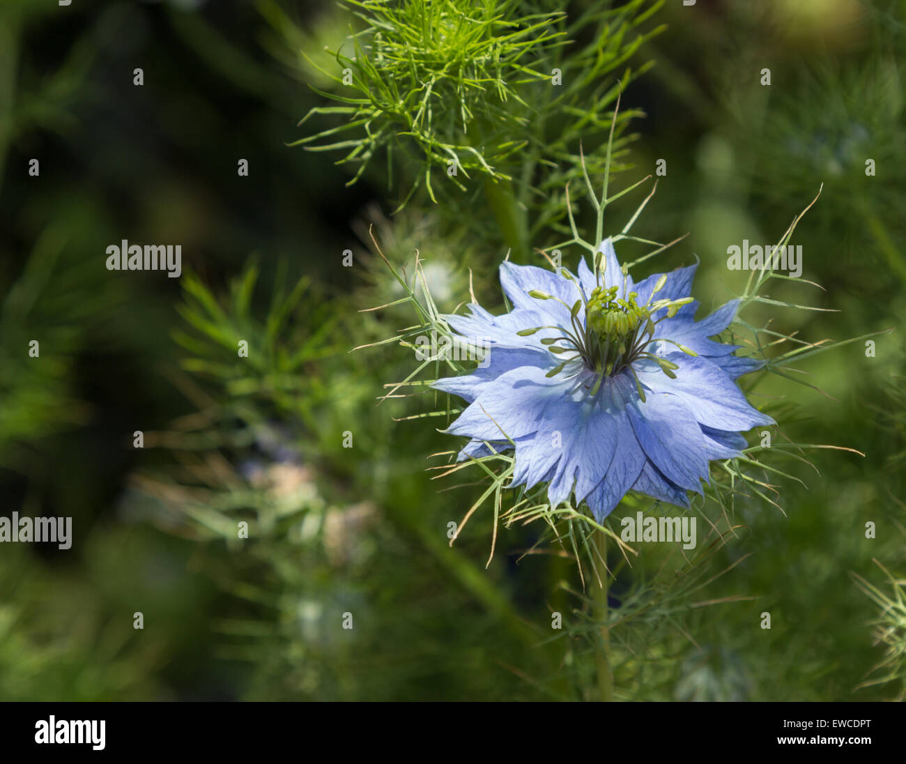 Black seed, Nigella sativa, purple blue flower Stock Photo - Alamy