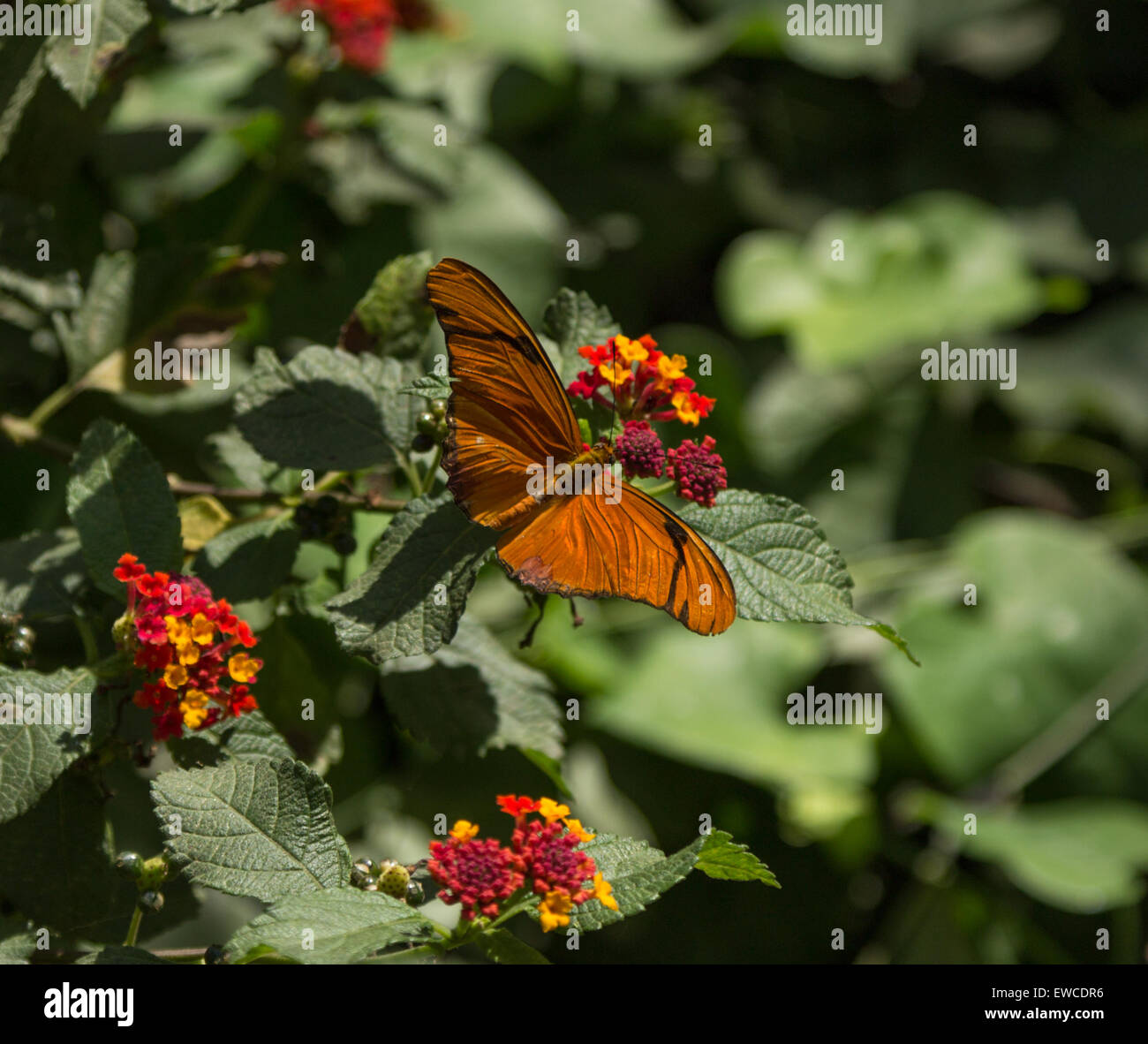 The Julia butterfly, Dryas Julia, is found from Brazil to southern ...