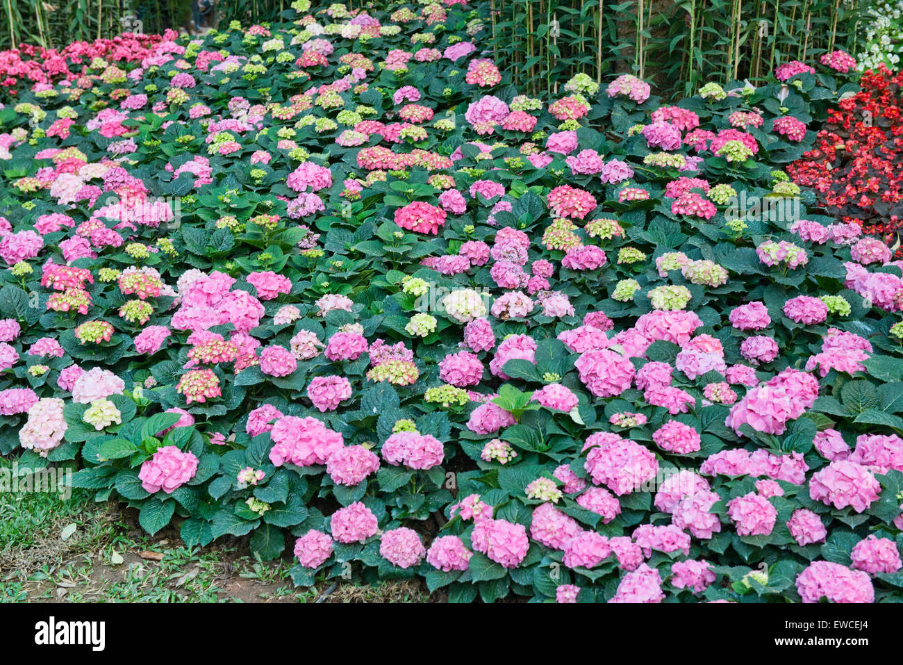 Botany hydrangeaceae hydrangea hi-res stock photography and images - Alamy