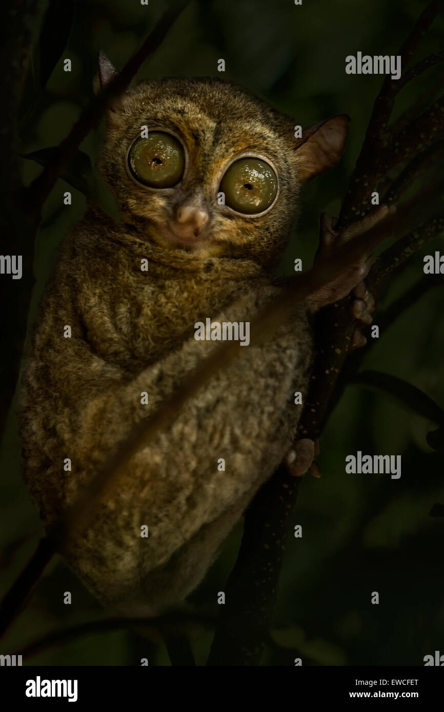 Tersier , the Nocturnal animal Stock Photo - Alamy