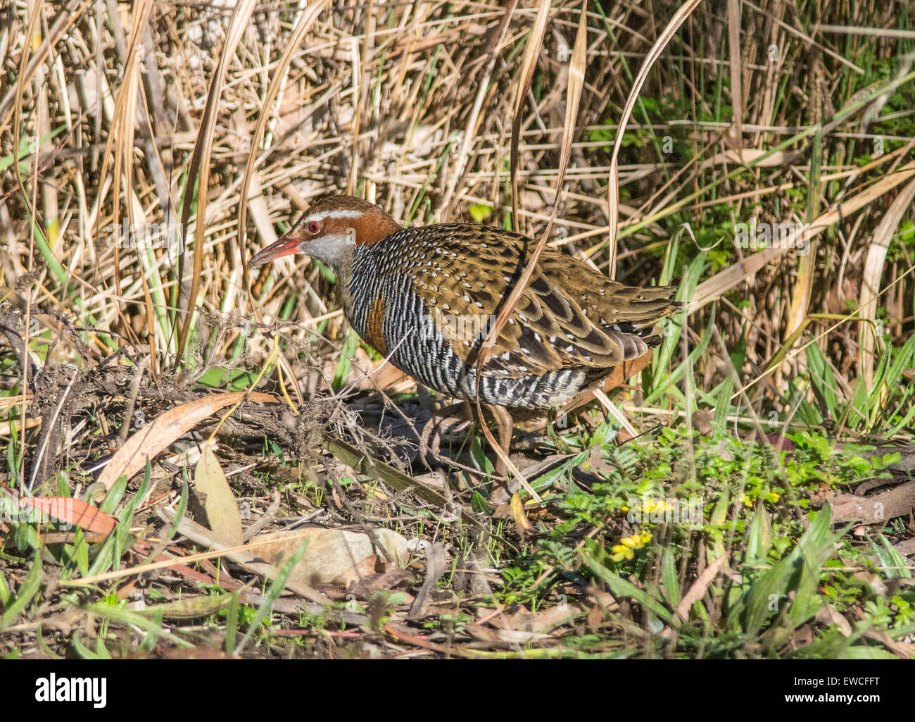 Rail birds hi-res stock photography and images - Alamy