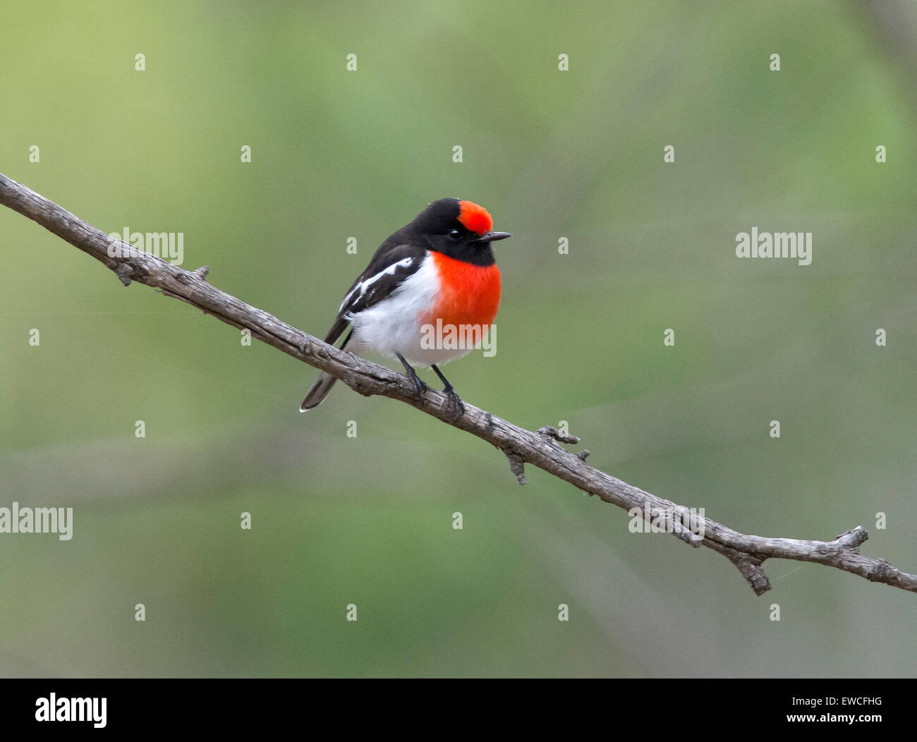 Red capped robin hi-res stock photography and images - Alamy