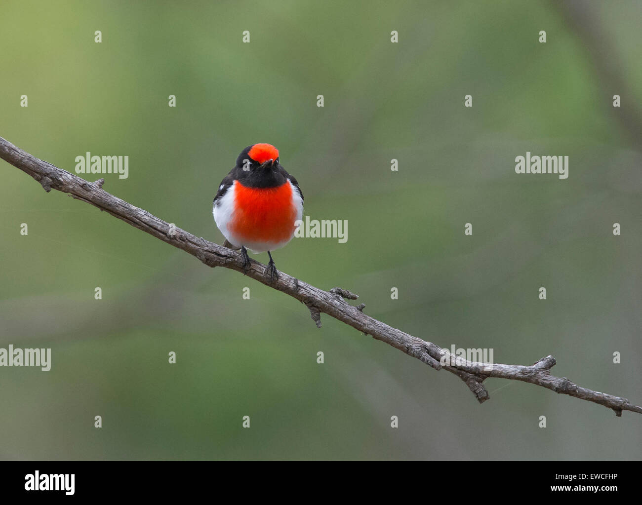 Red capped robin hi-res stock photography and images - Alamy