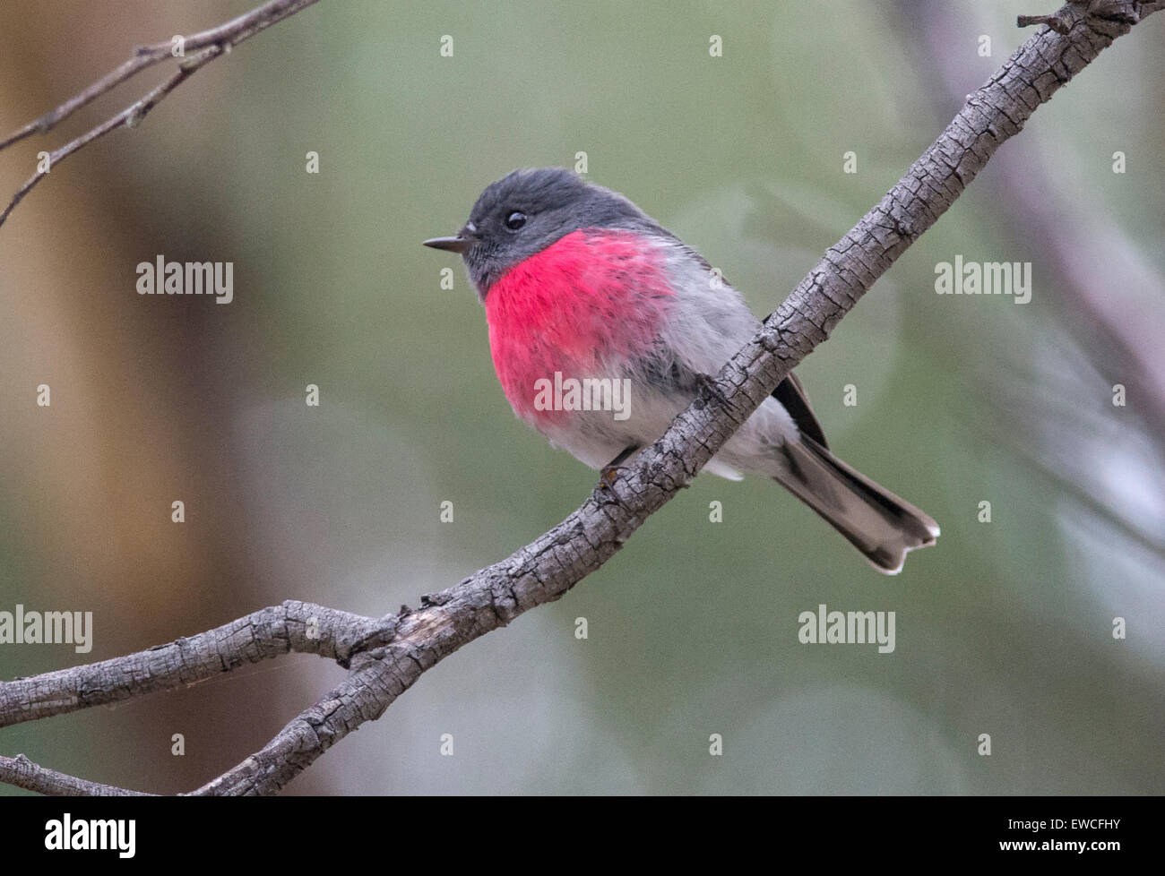 Rose robin hi-res stock photography and images - Alamy
