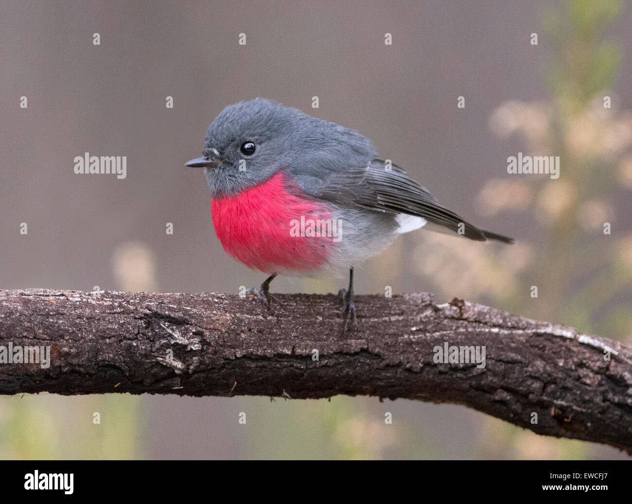 Rose robin hi-res stock photography and images - Alamy