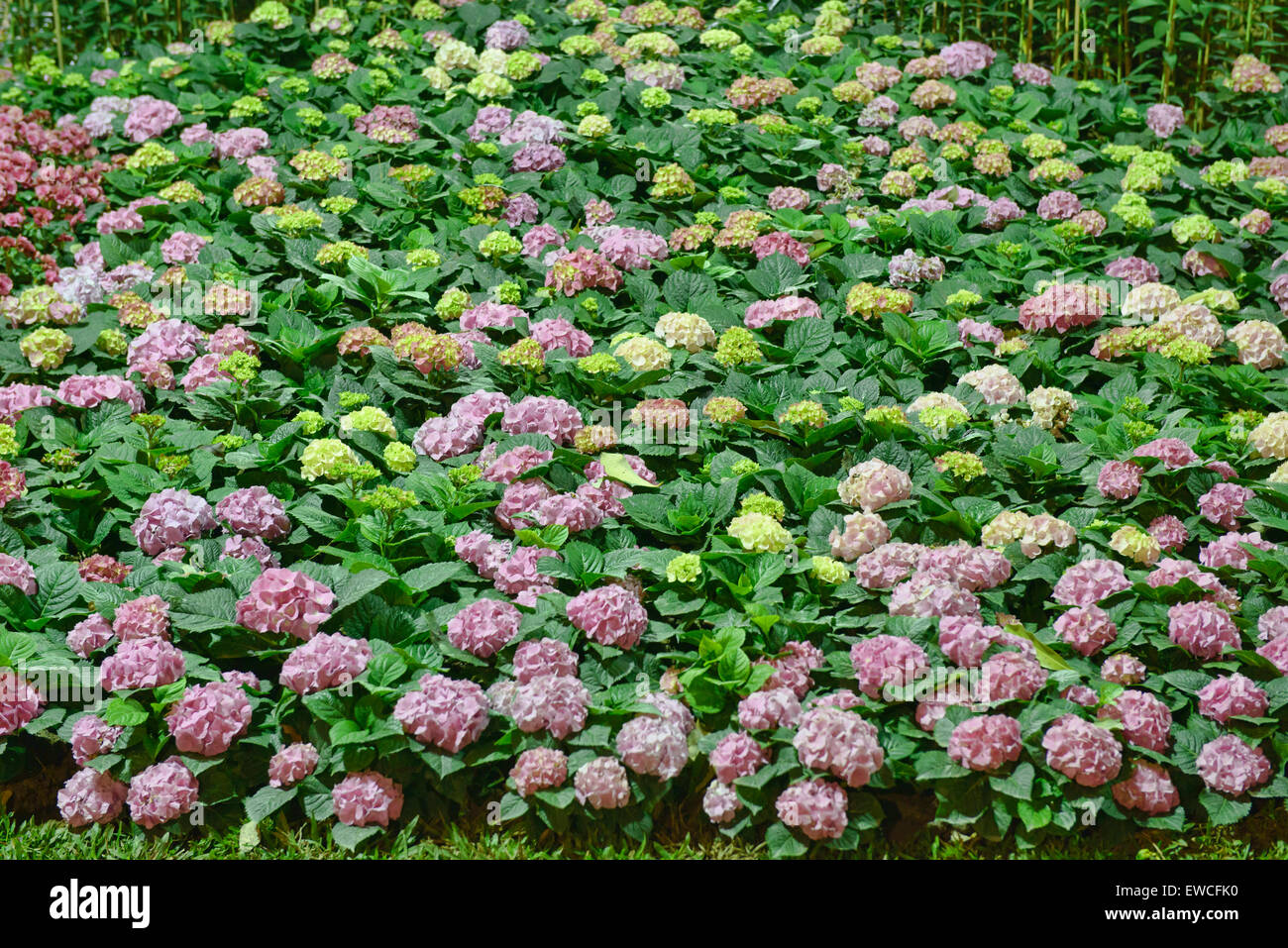 Colorful hydrangea in Chiang Rai, Thailand Stock Photo - Alamy