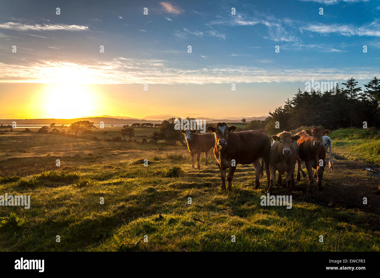 Ardara, County Donegal Ireland Beef cattle greet the sunrise on the ...