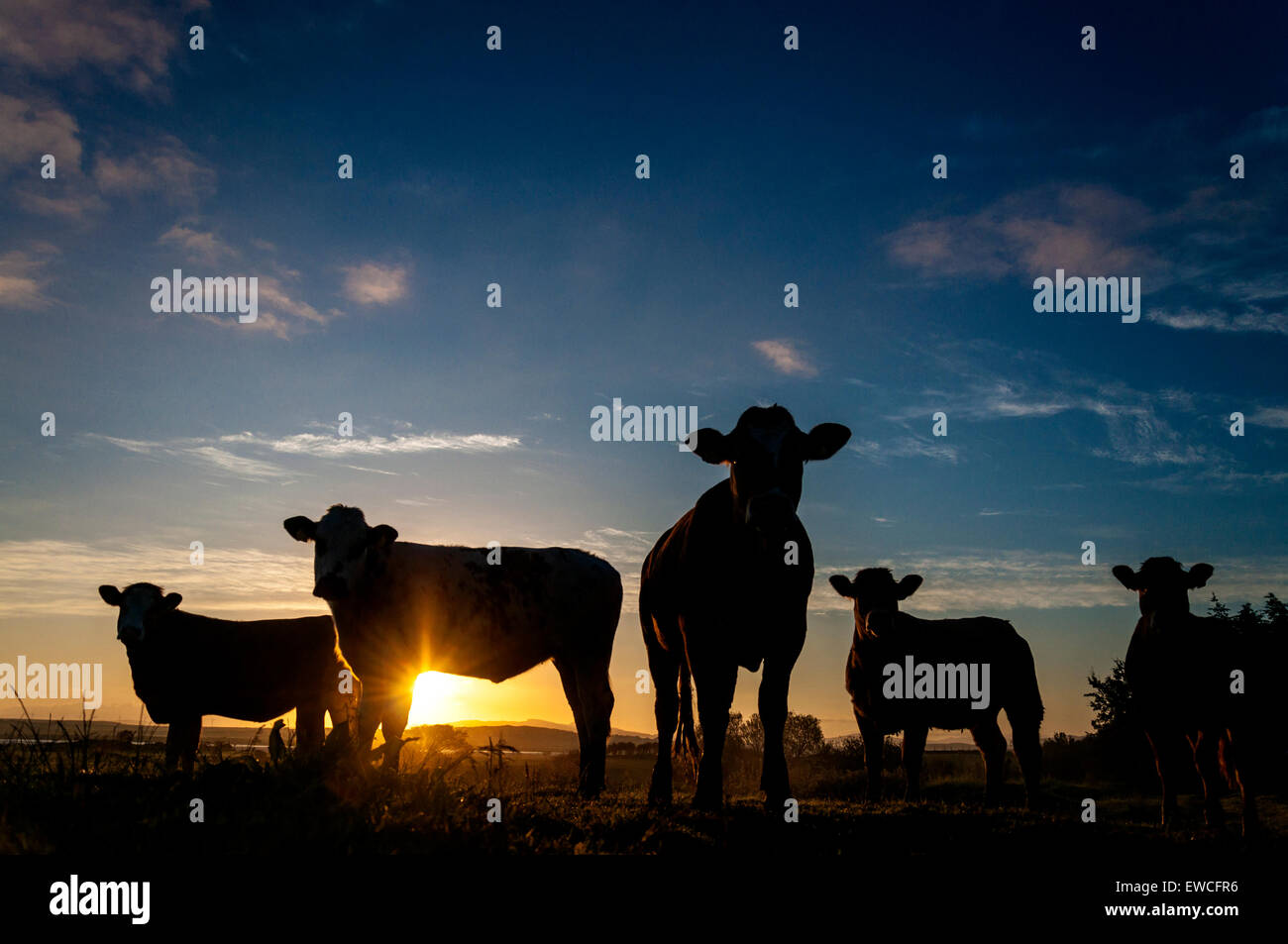 Ardara, County Donegal. Ireland Weather: Beef cattle greet the sunrise ...