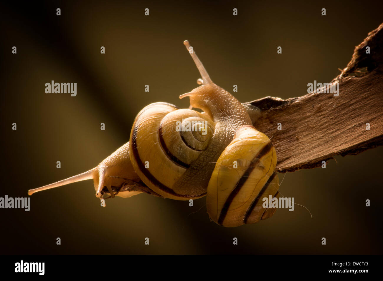 Snails Mating Stock Photos & Snails Mating Stock Images - Alamy