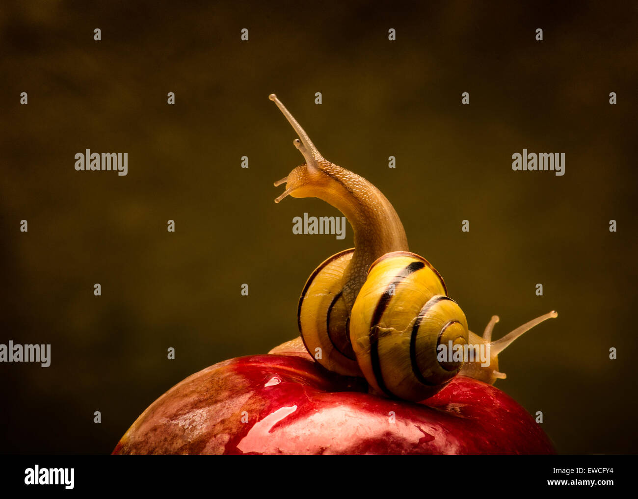 Snail wheel hi-res stock photography and images - Alamy