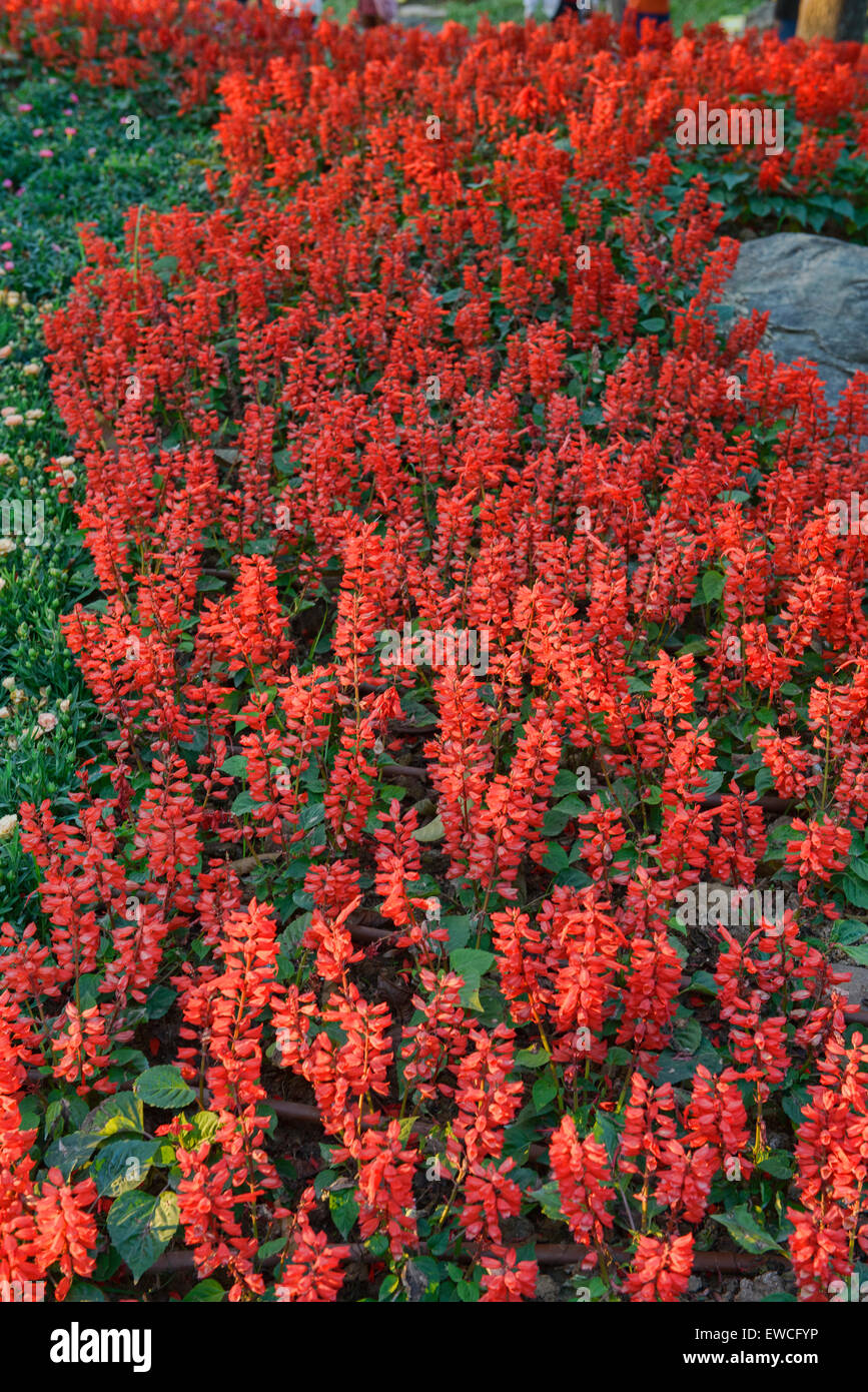 Scarlet sage salvia splendens hi-res stock photography and images - Alamy