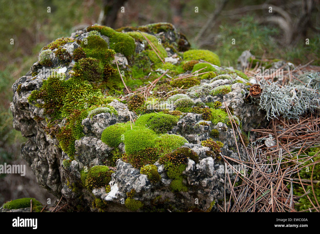 Stone covered with moss Stock Photo - Alamy