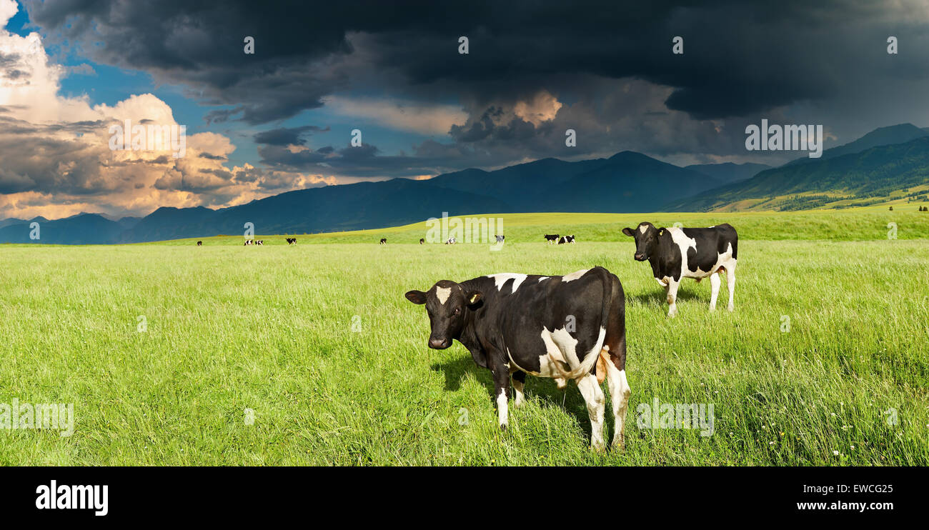 Mountain landscape with grazing cows and storm clouds Stock Photo - Alamy