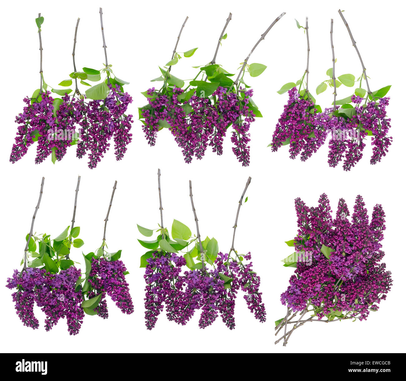 Qualitative big set of isolated lilac branches for your spring collages ...