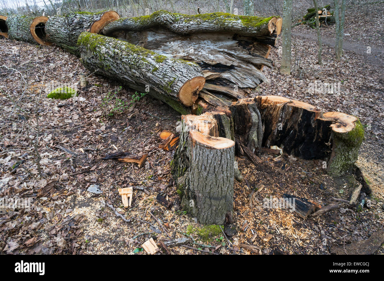 Ruthless deforestation of the old daed oak tree on logging landscape ...