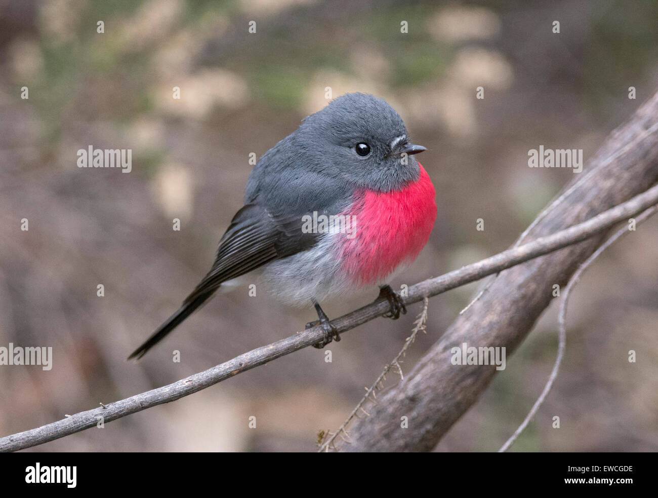 Rose robin hi-res stock photography and images - Alamy