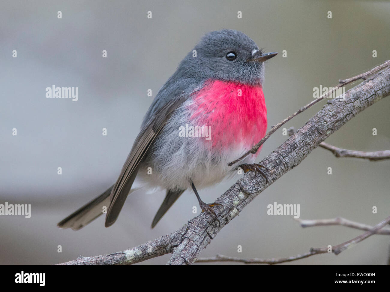 Robin crusoe hi-res stock photography and images - Alamy