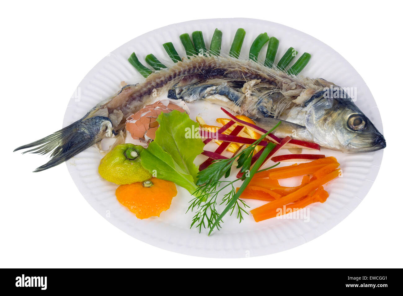 Herring Fish Skeleton