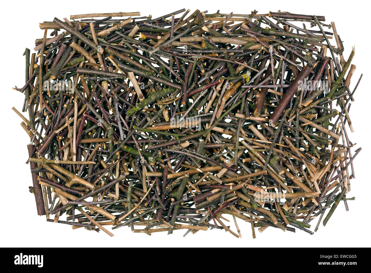 Trees square Cut Out Stock Images & Pictures - Alamy