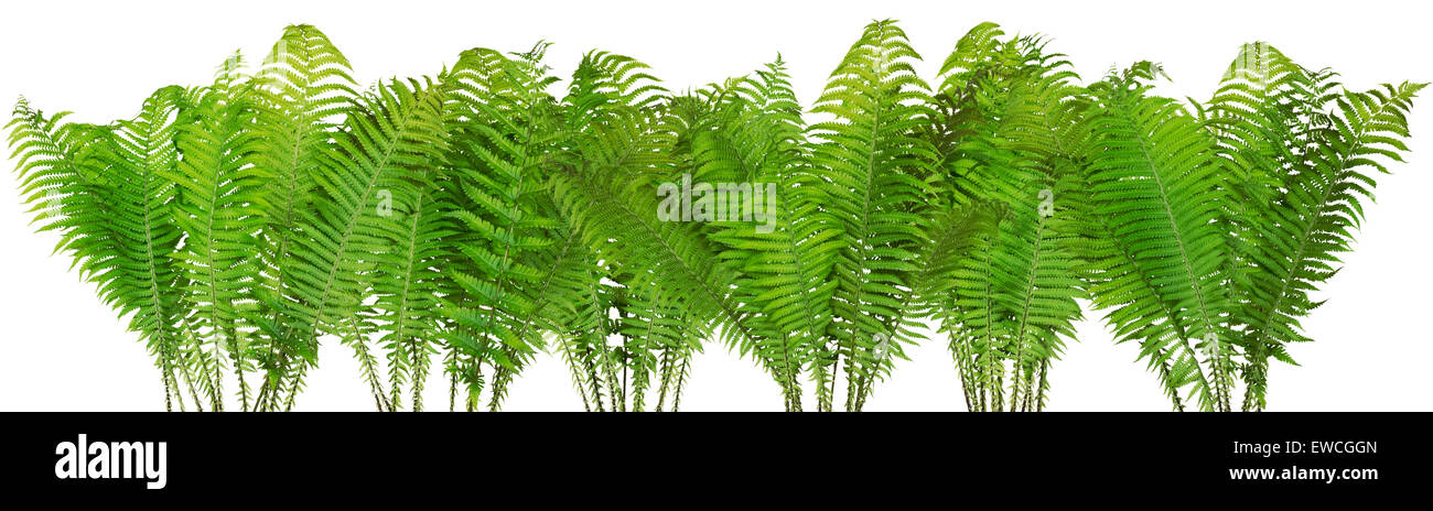 Fern border hi-res stock photography and images - Alamy