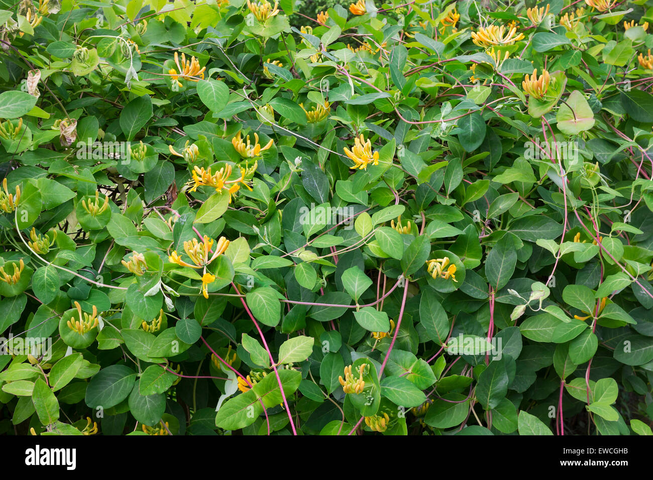 Chinese honeysuckle hi-res stock photography and images - Alamy