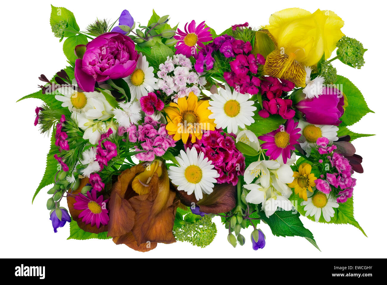 June summer flowers and plants isolated banner concept Stock Photo - Alamy