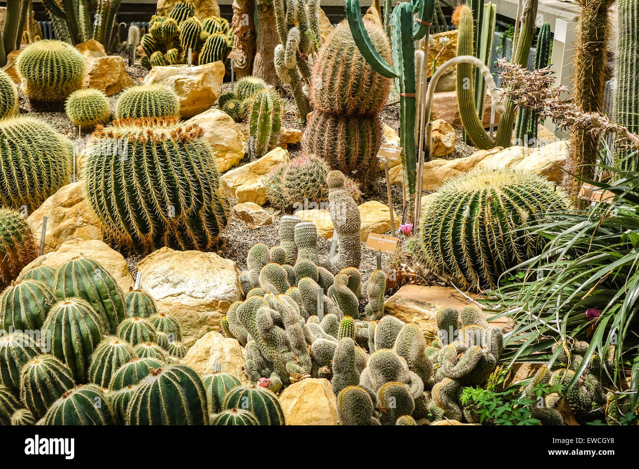 Cactus Botanical Gardens Stock Photo - Alamy