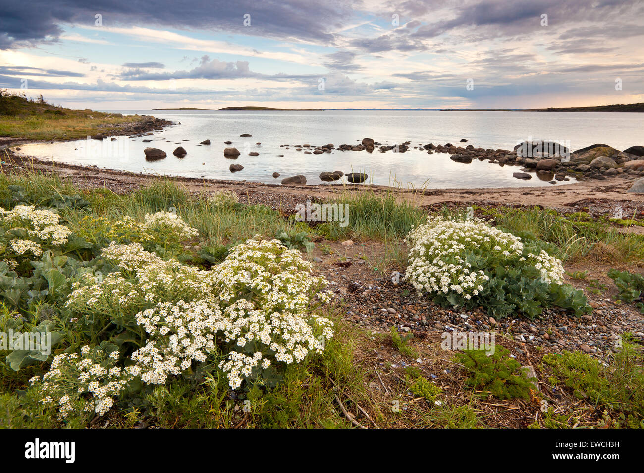 Wildflowers by the Oslofjord at Larkollen in Rygge kommune, Østfold ...