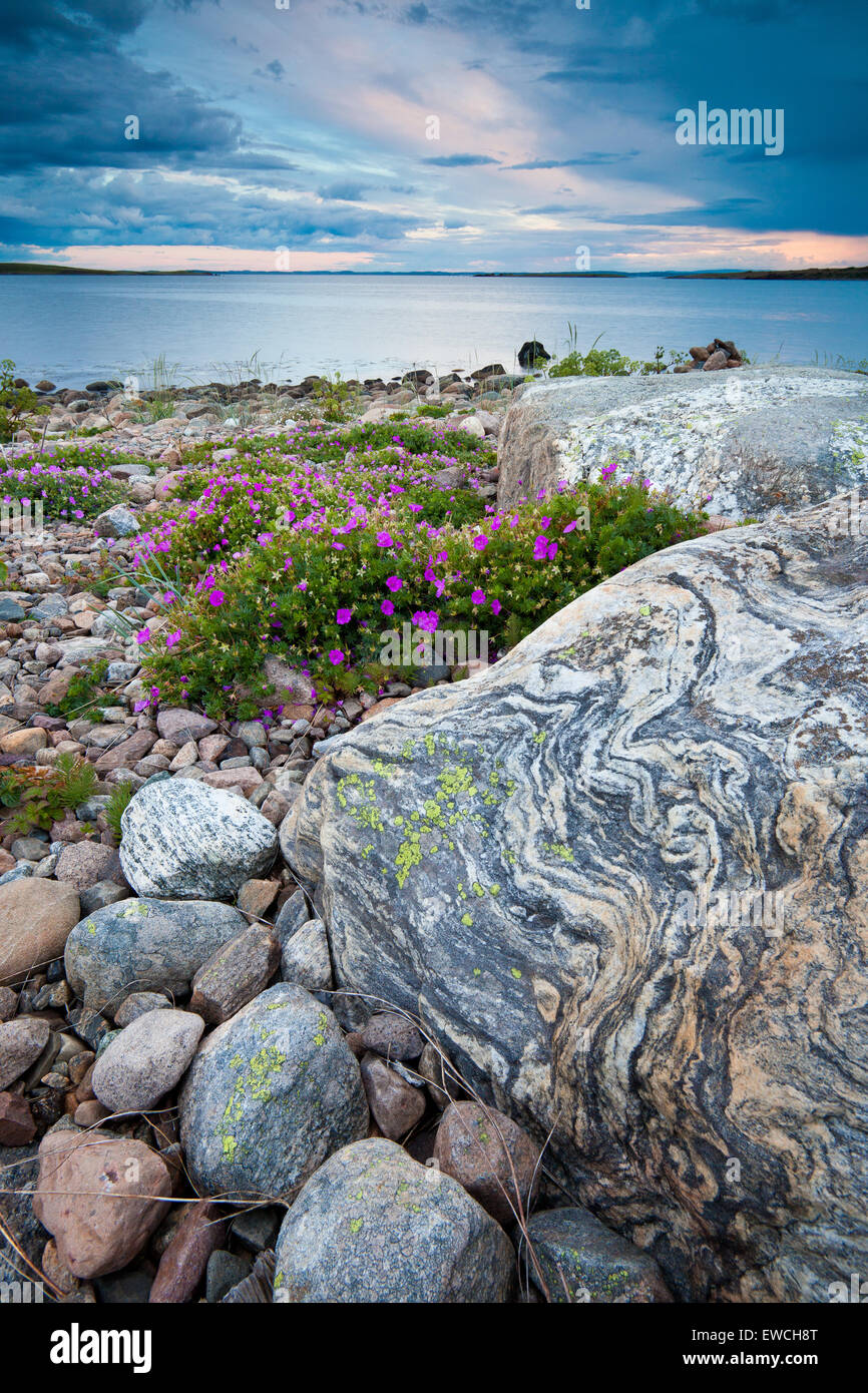 Wildflowers and rocks at Larkollen in Rygge kommune, by the Oslofjord ...