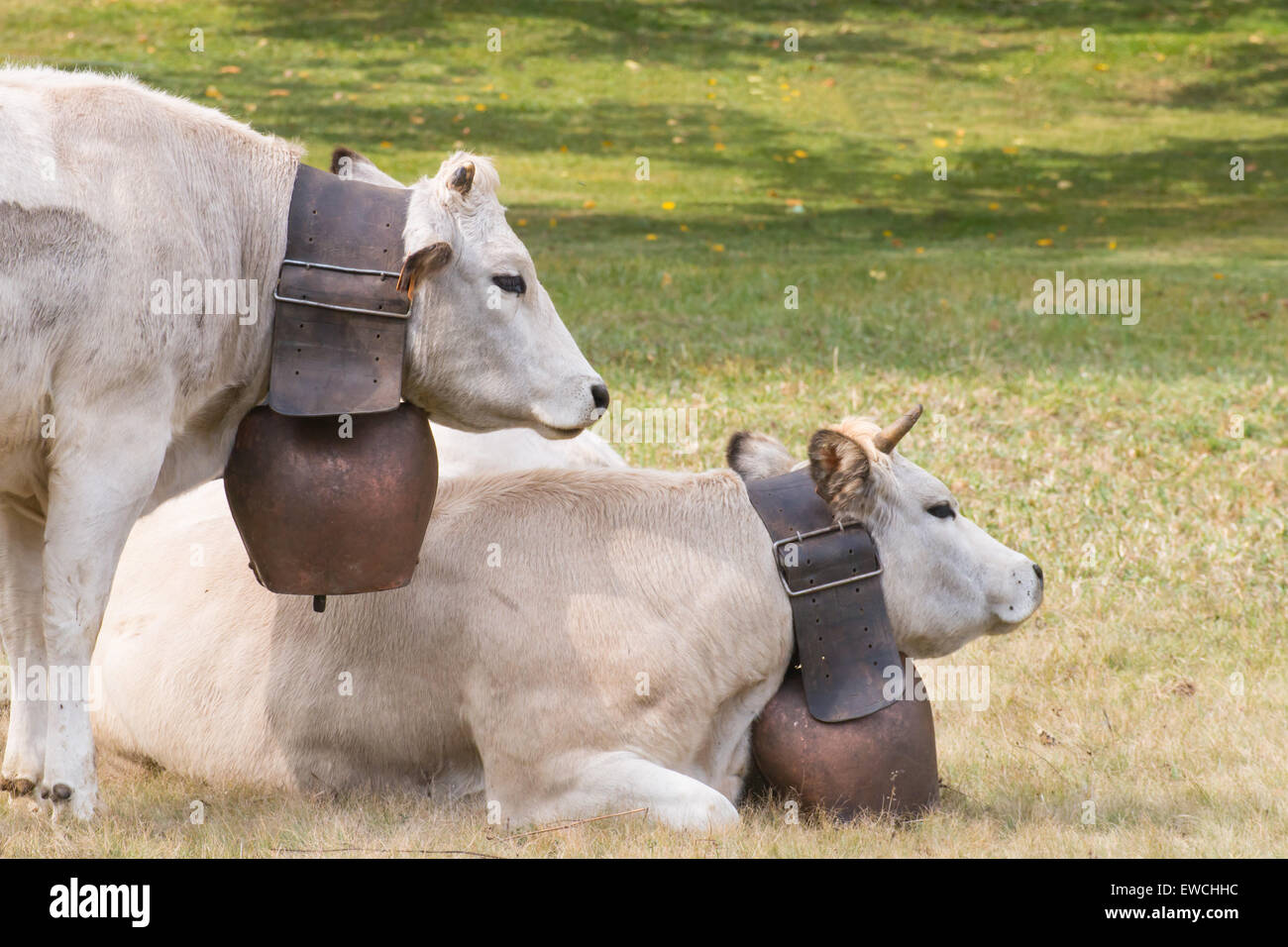 two cows with big bells resting on the grass Stock Photo - Alamy