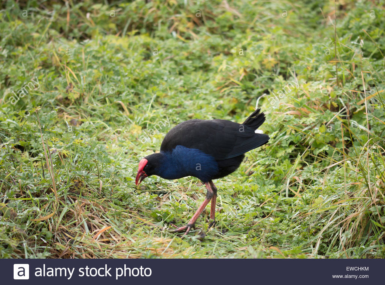 New Zealand Pukeko Stock Photos & New Zealand Pukeko Stock Images - Alamy