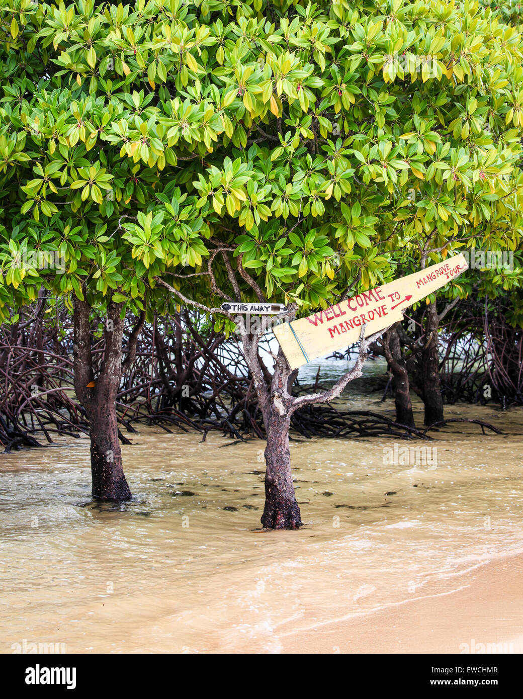 Mangrove tour sign in tree Stock Photo - Alamy