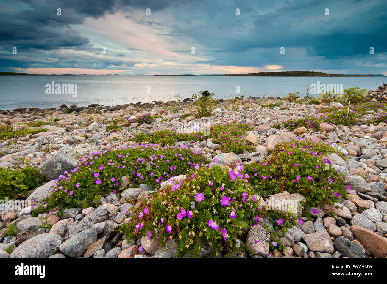 Beautiful summer evening by the Oslofjord, at Larkollen in Rygge ...