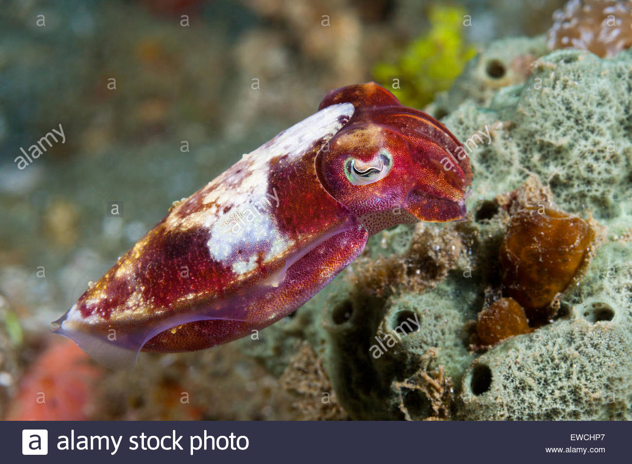 Small Cuttlefish (sepia Sp.) Ambon, Moluccas, Indonesia Stock Photo ...