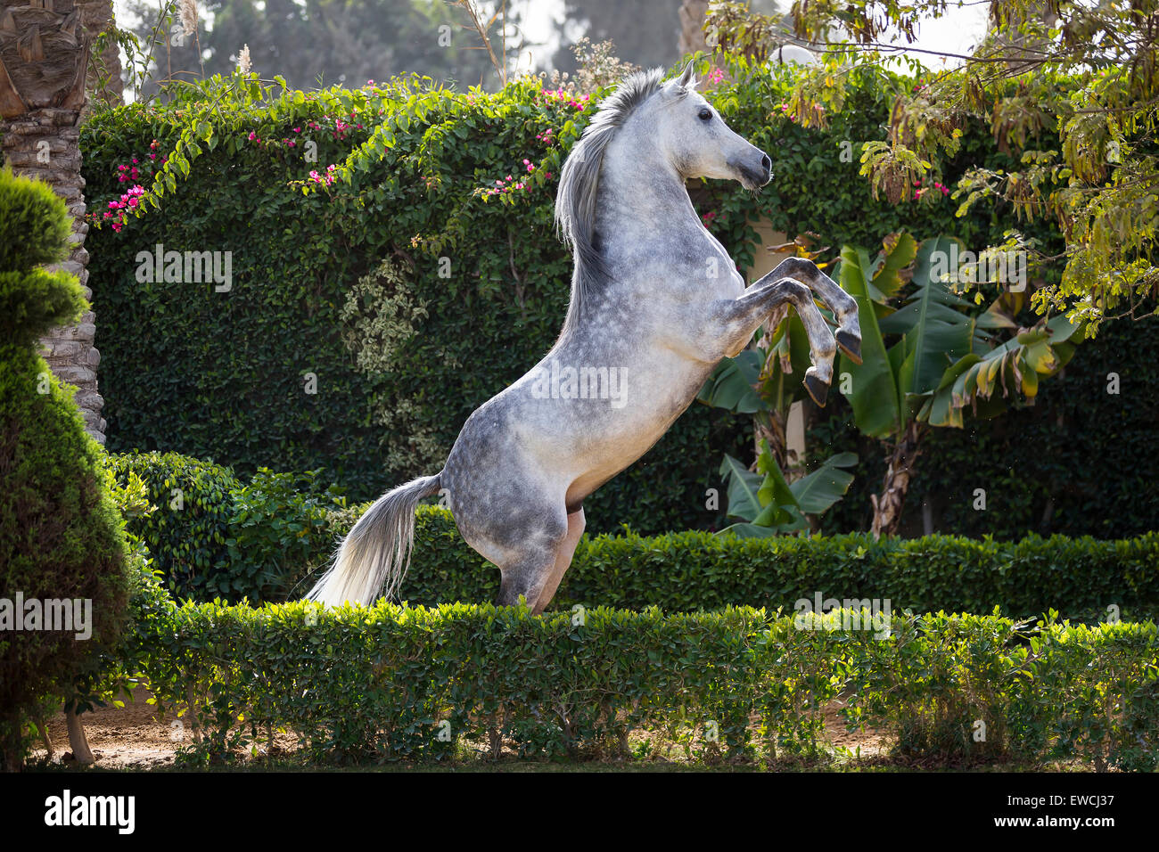 Rearing arabian horse hi-res stock photography and images - Alamy